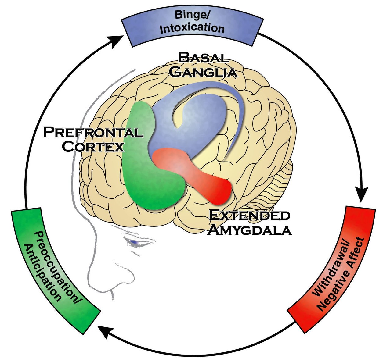Key Points for Addiction Treatment: Part 1 of The Addiction Cycle
